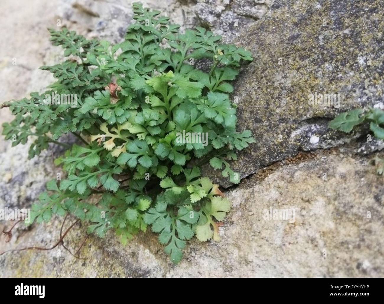 wall-rue (Asplenium ruta-muraria Stock Photo - Alamy