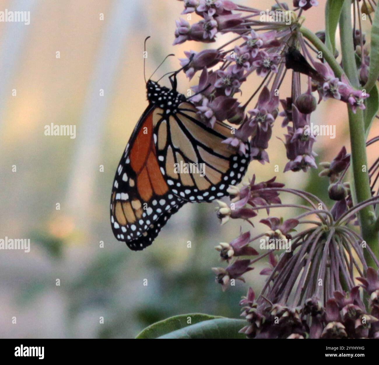 Monarch (Danaus plexippus Stock Photo - Alamy