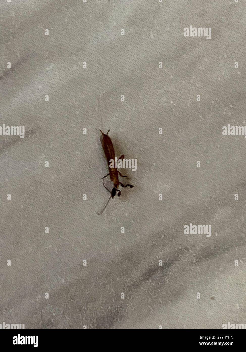 Oligotoma hi-res stock photography and images - Alamy