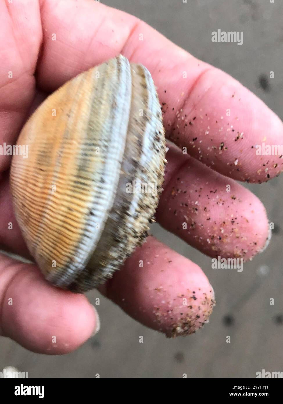 Pacific Littleneck Clam (Leukoma staminea Stock Photo - Alamy