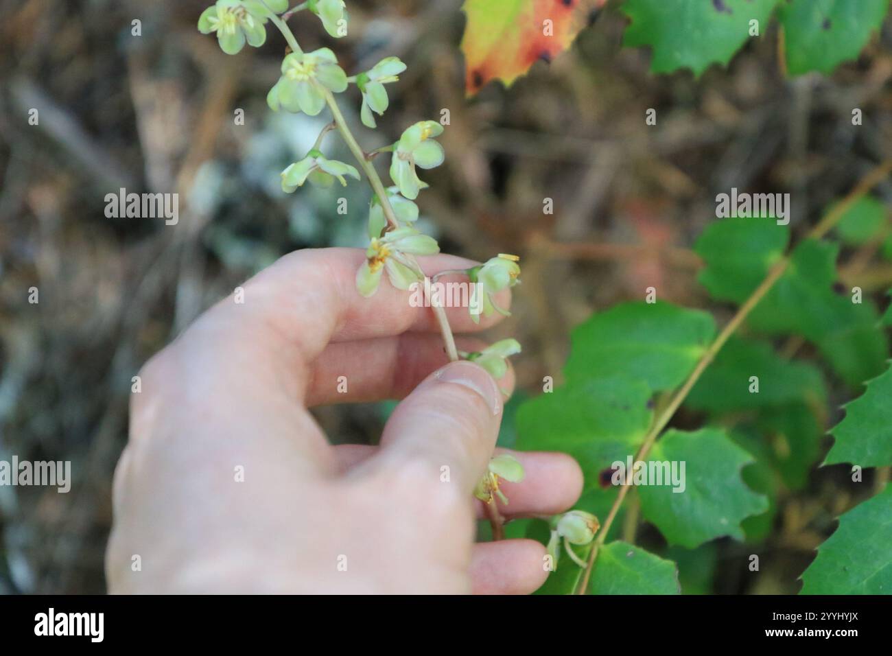 white-veined wintergreen (Pyrola picta Stock Photo - Alamy