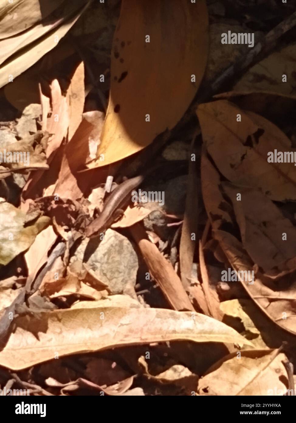 Rainbow Skinks (Carlia Stock Photo - Alamy