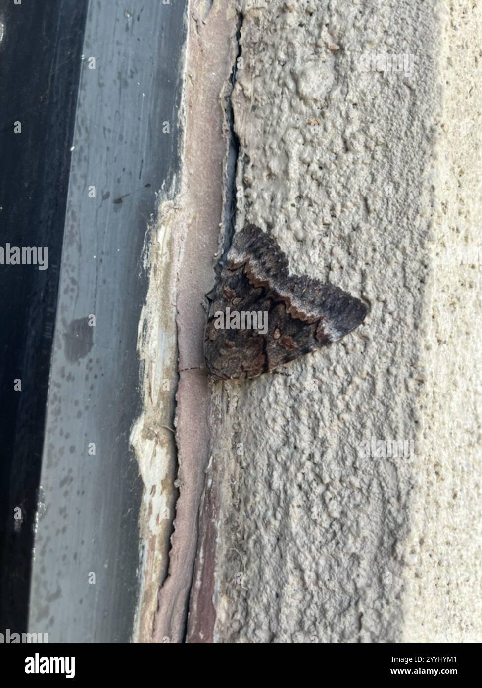 Epione Underwing (Catocala epione Stock Photo - Alamy