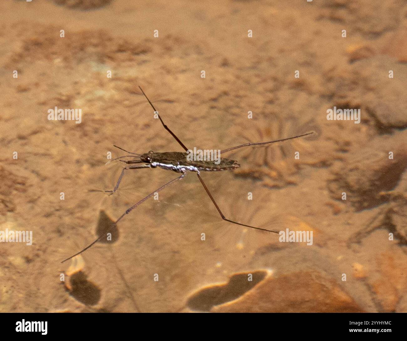 North American Common Water Strider (Aquarius remigis Stock Photo - Alamy