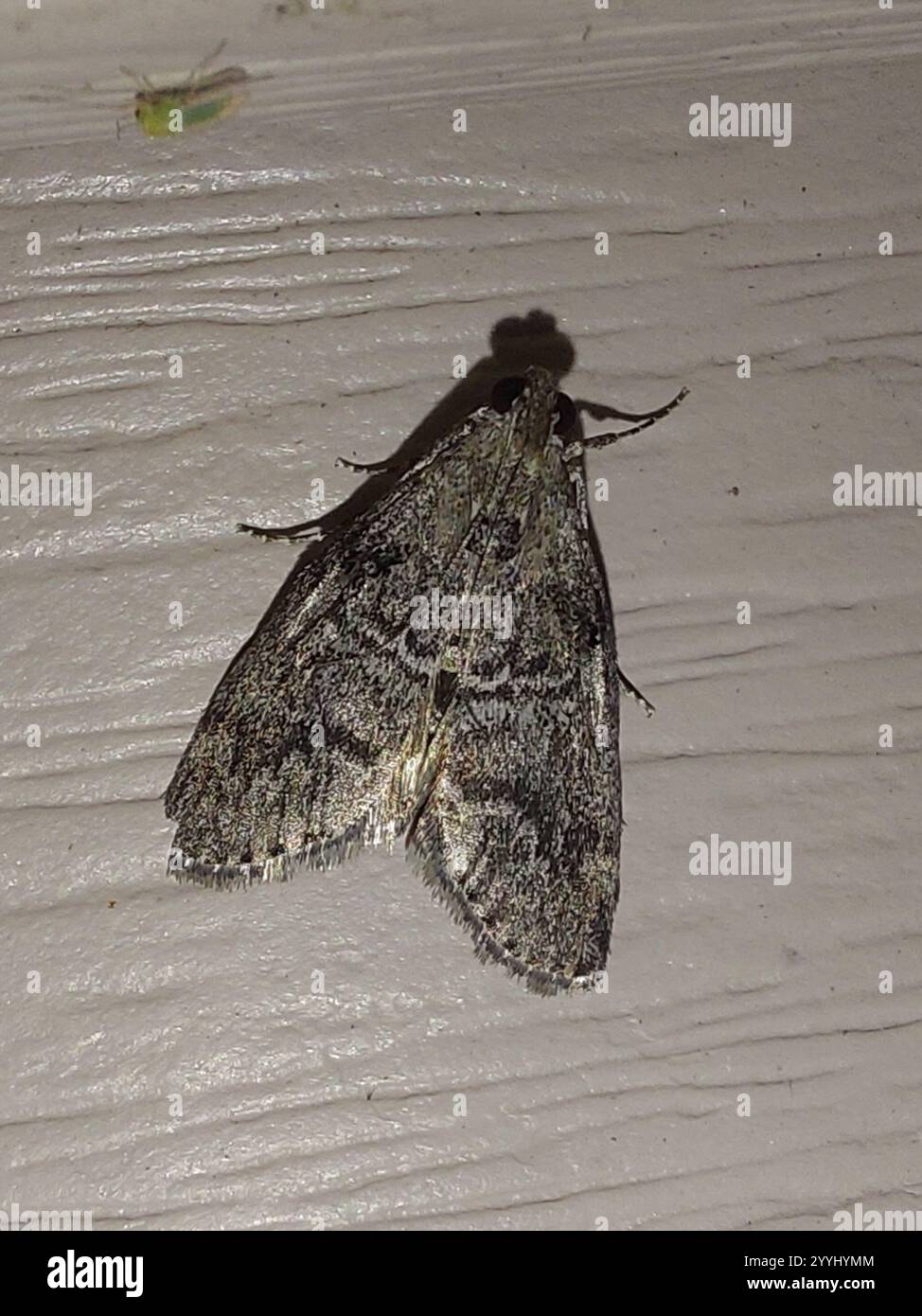 Maple Webworm Moth (Pococera asperatella Stock Photo - Alamy