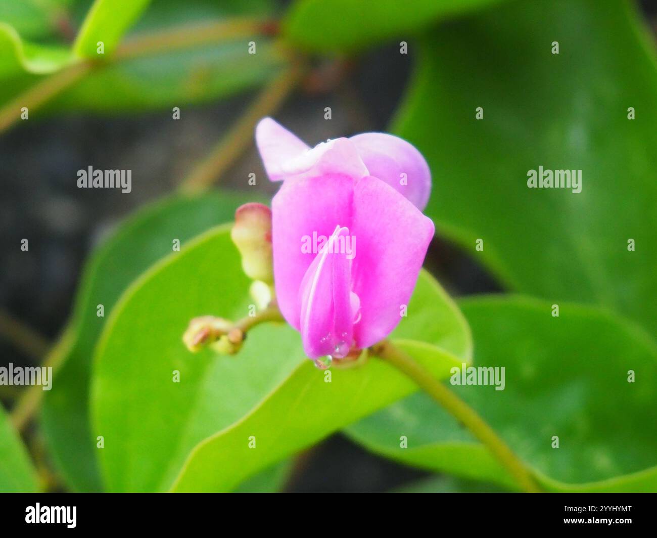 Beach Bean (Canavalia rosea Stock Photo - Alamy
