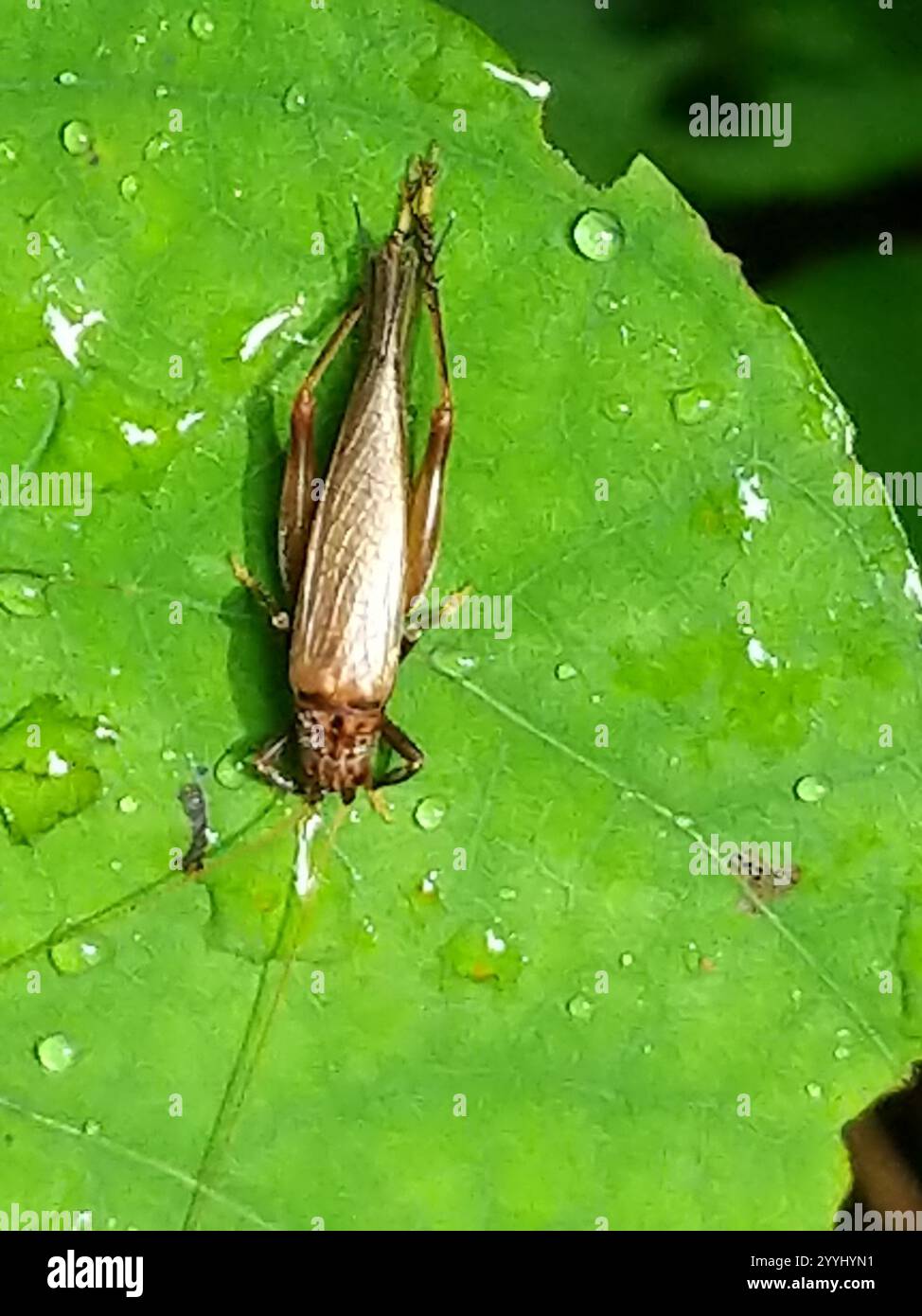 Tree Crickets (Oecanthinae Stock Photo - Alamy