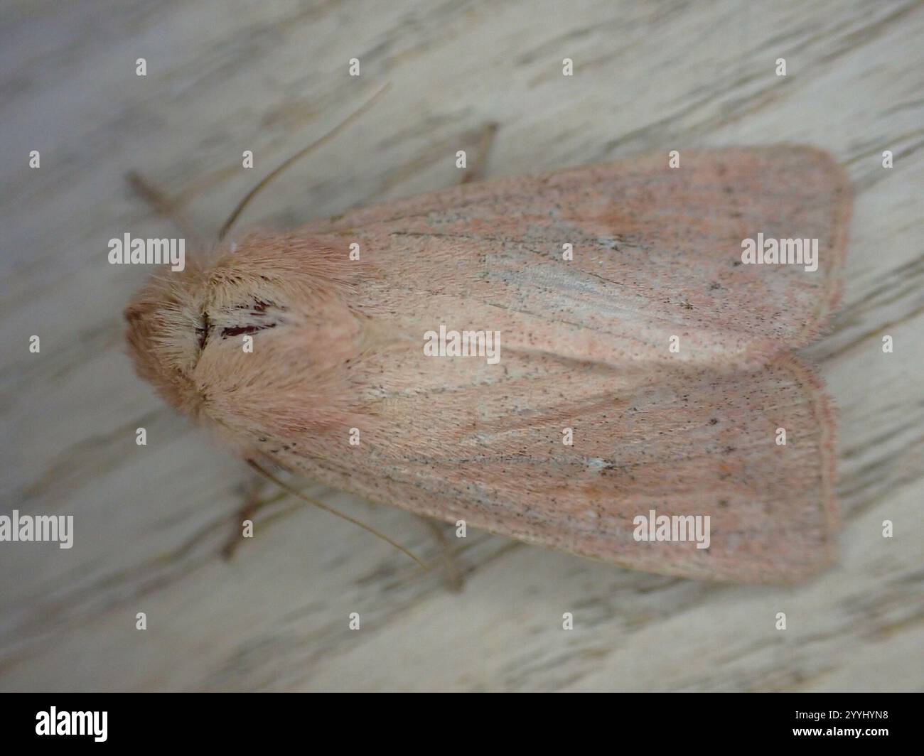 The Clay (Mythimna ferrago Stock Photo - Alamy