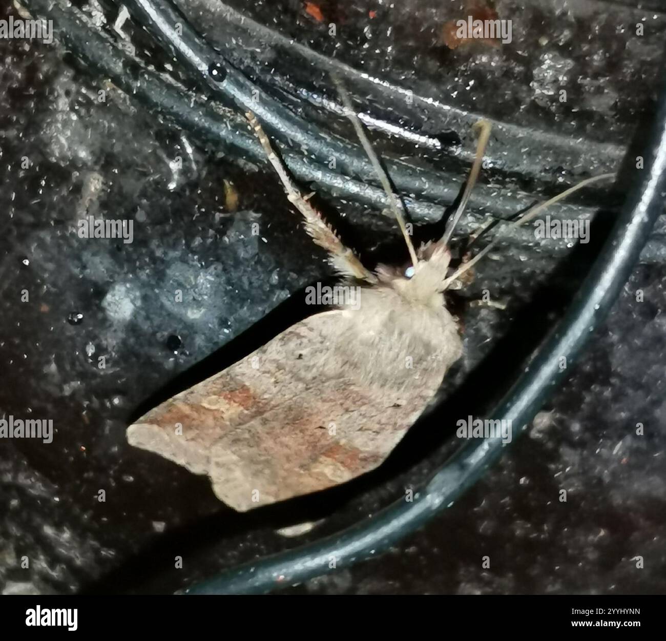 Diarsia mendica diarsia mendica hi-res stock photography and images - Alamy