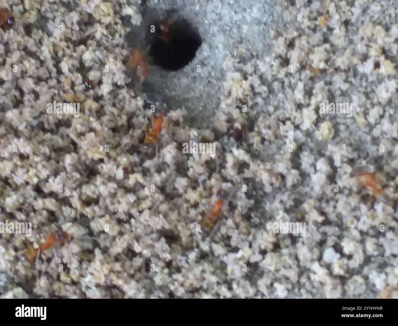 Buren's Pyramid Ant (Dorymyrmex bureni Stock Photo - Alamy