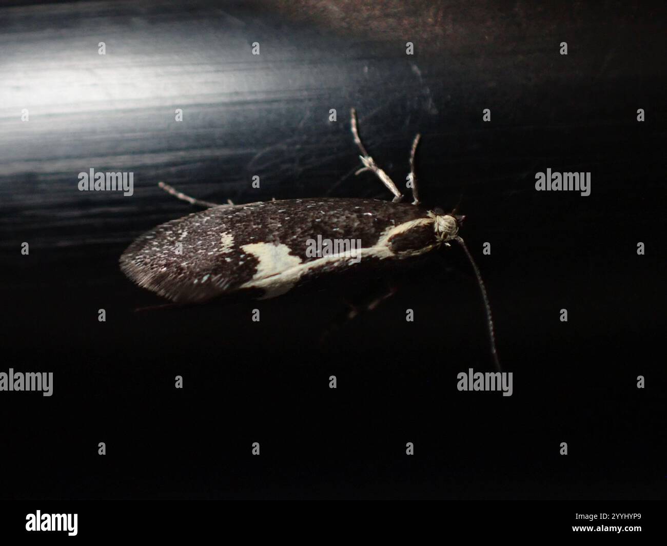 Skunk Moth (Polix coloradella Stock Photo - Alamy