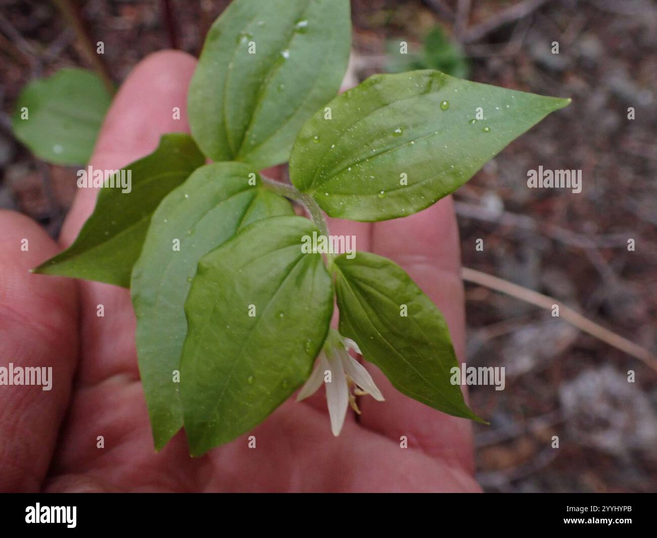 rough-fruited fairybells (Prosartes trachycarpa Stock Photo - Alamy