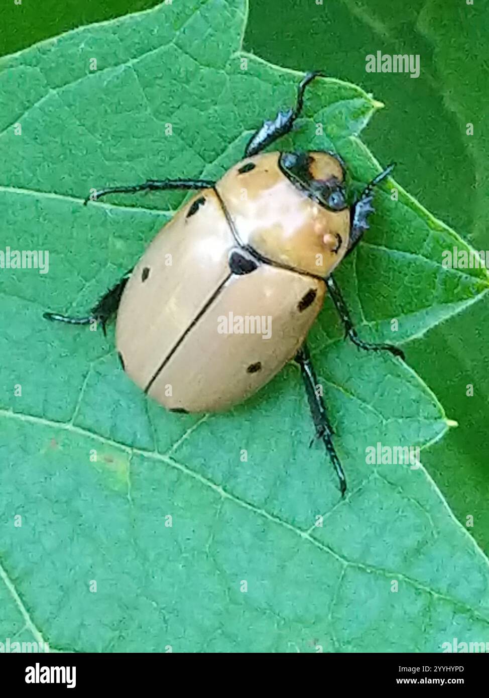 Grapevine Beetle (Pelidnota punctata Stock Photo - Alamy