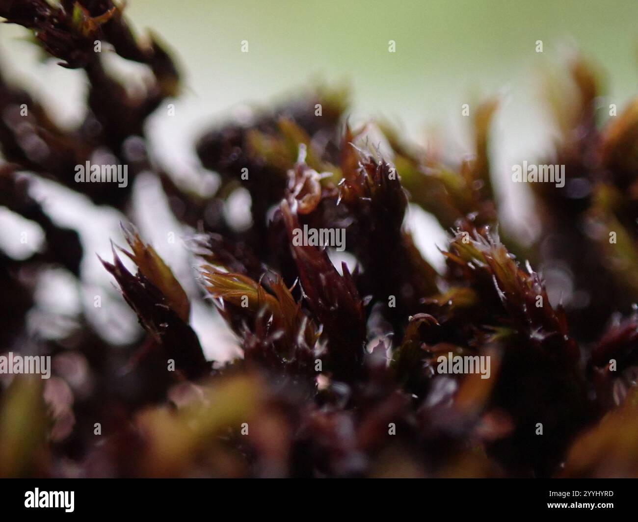 Papillose Bloom Moss (Schistidium papillosum Stock Photo - Alamy