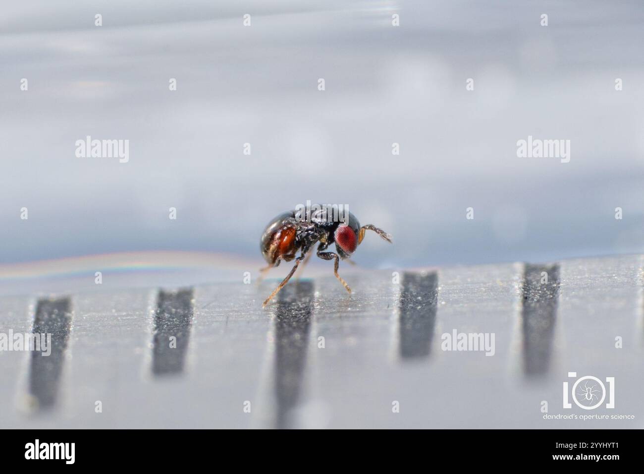 Scelionidae hi-res stock photography and images - Alamy