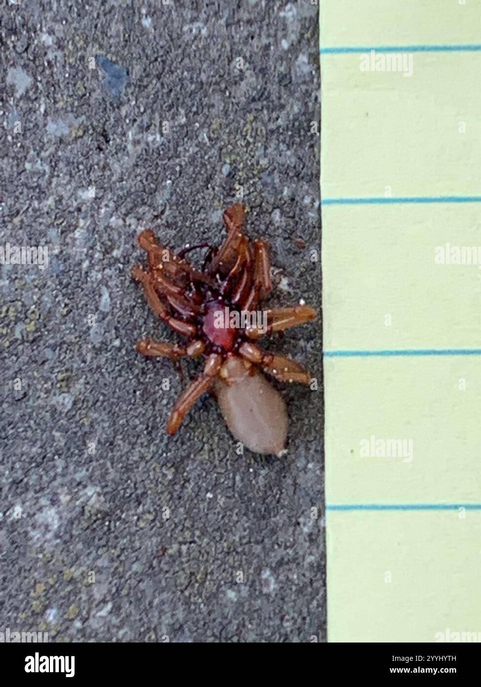 Woodlouse Spider (Dysdera crocata Stock Photo - Alamy