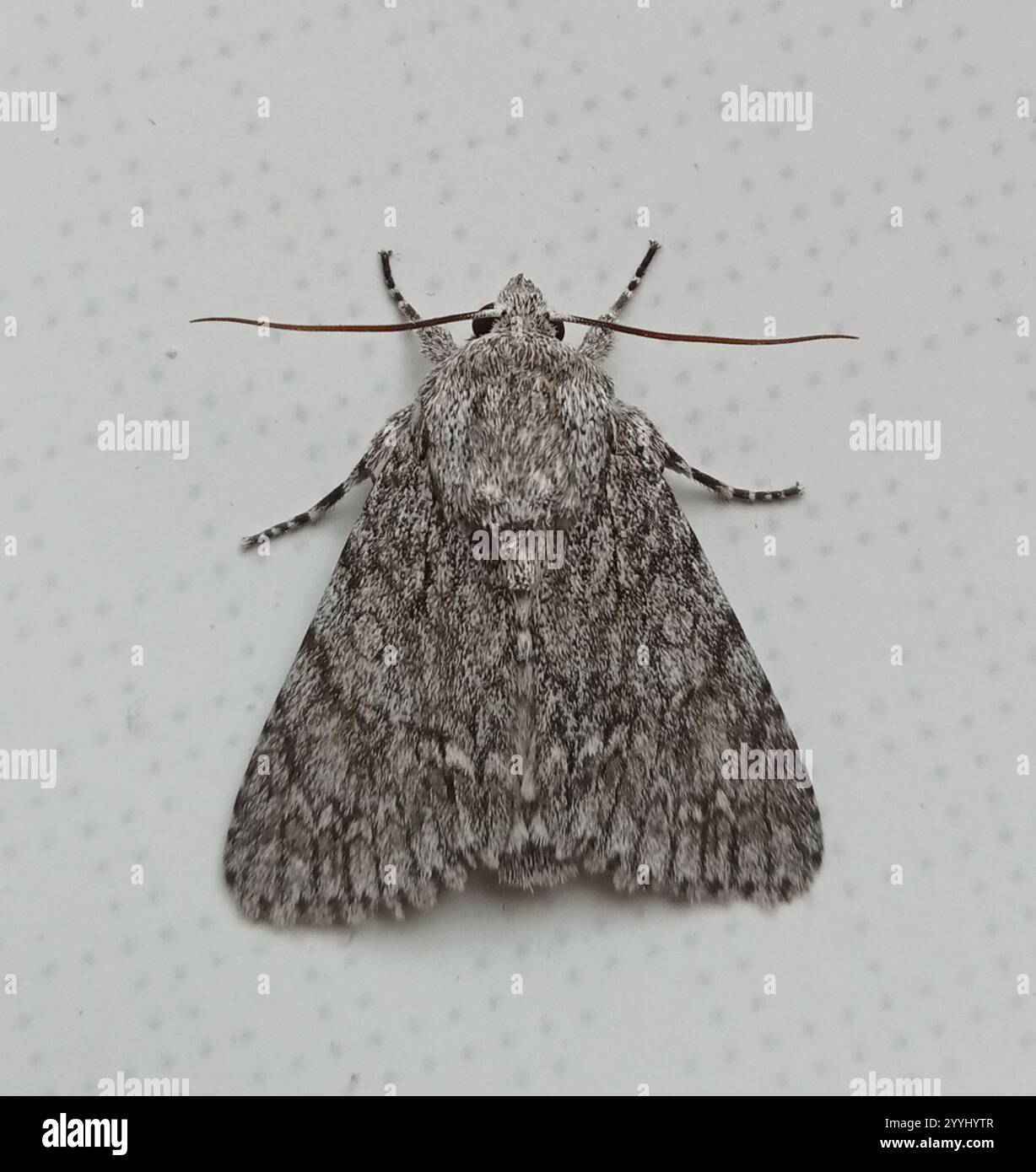 Sycamore Moth (Acronicta aceris Stock Photo - Alamy