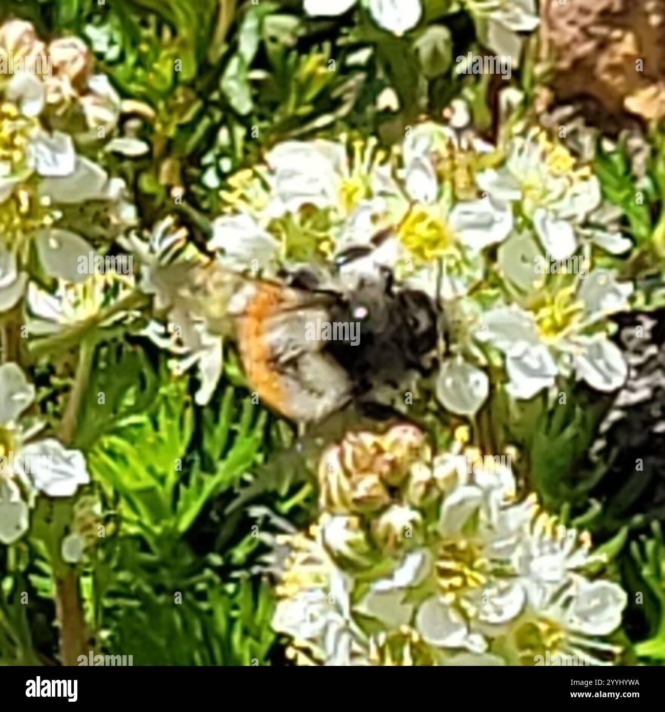 Black-tailed Bumble Bee (Bombus melanopygus Stock Photo - Alamy