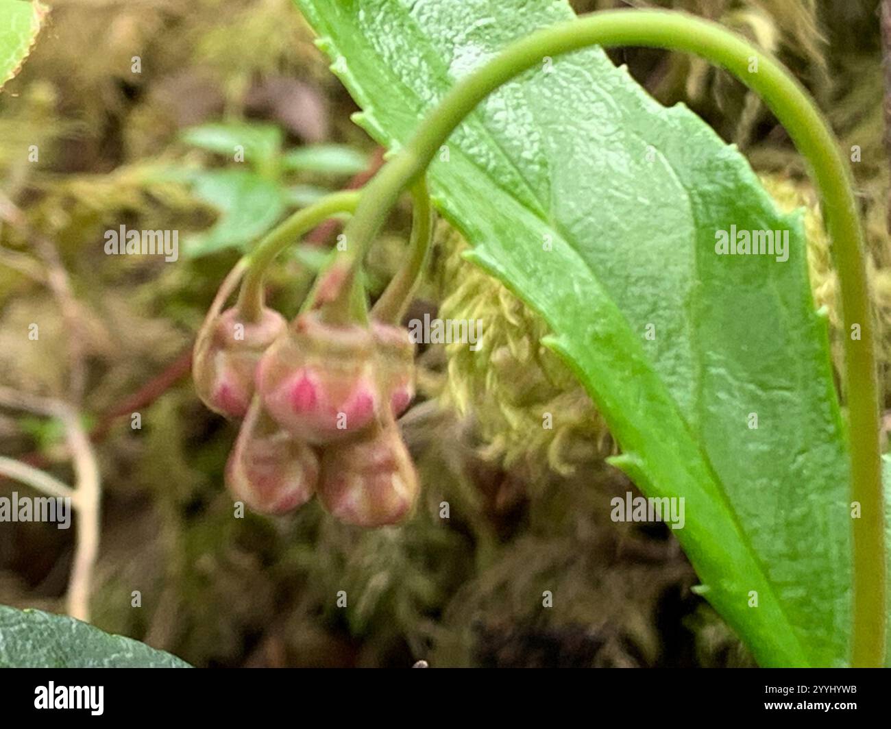 pipsissewa (Chimaphila umbellata Stock Photo - Alamy