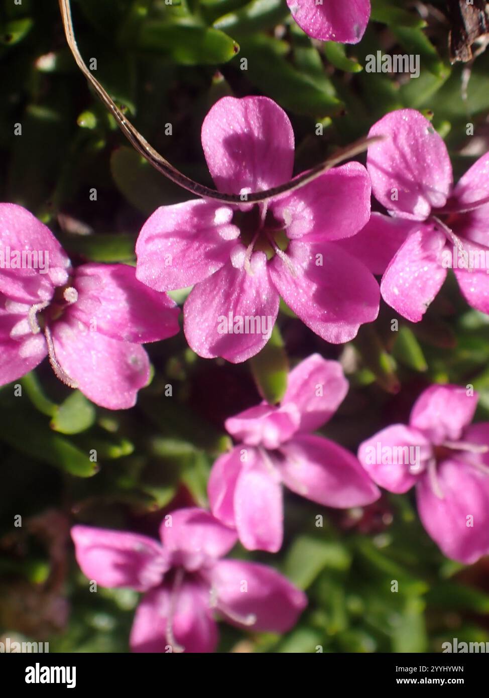 Moss Campion (Silene acaulis Stock Photo - Alamy