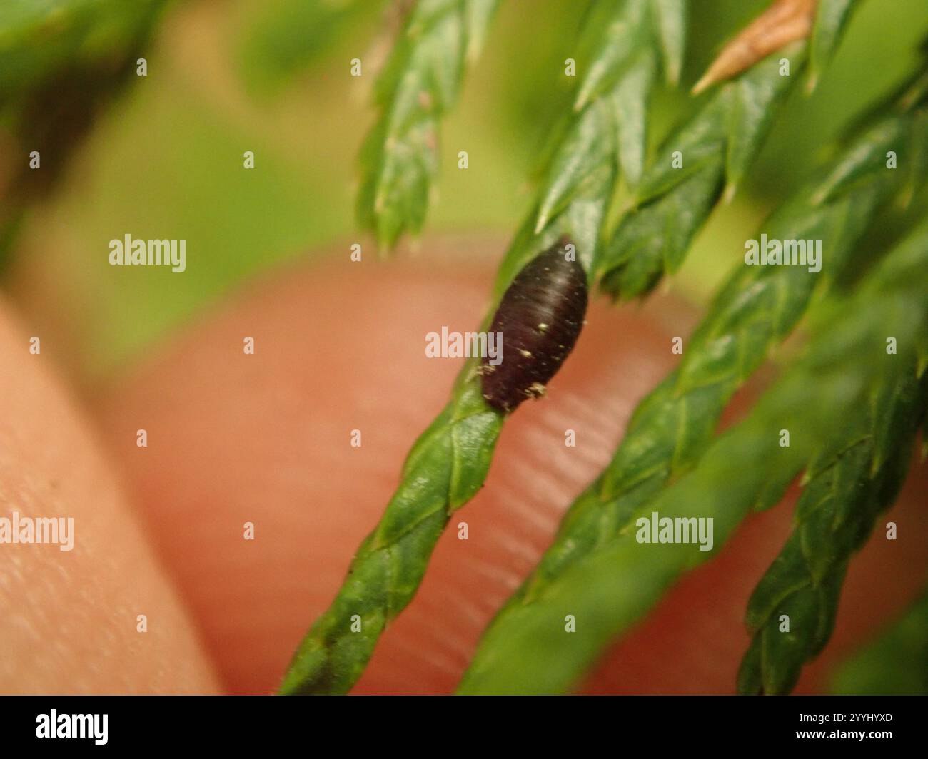Winged and Once-winged Insects (Pterygota Stock Photo - Alamy