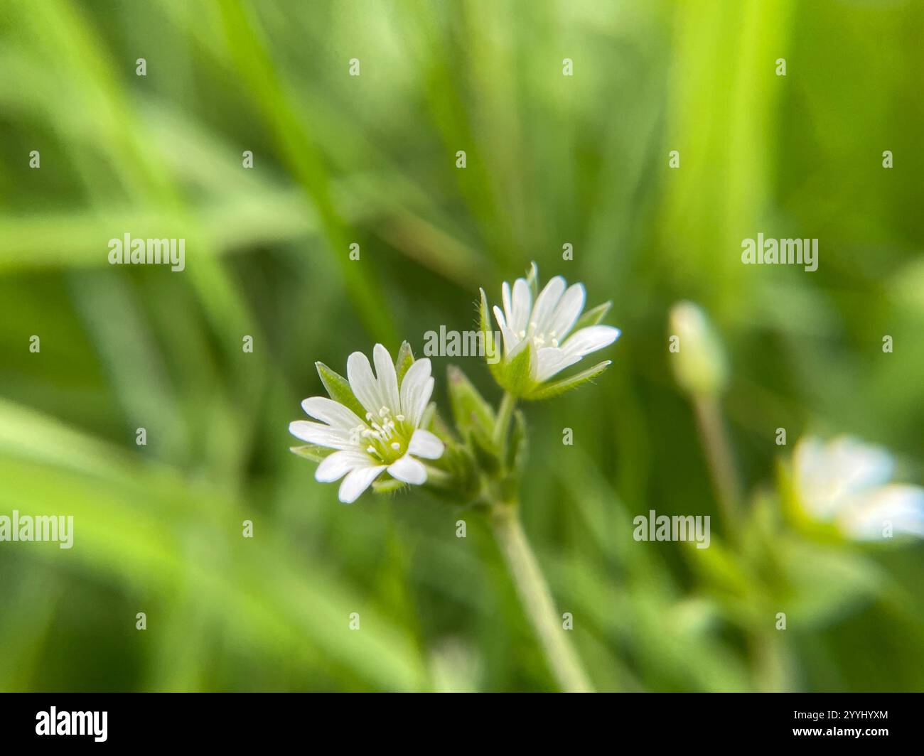 Common mouse-ear chickweed (Cerastium holosteoides Stock Photo - Alamy