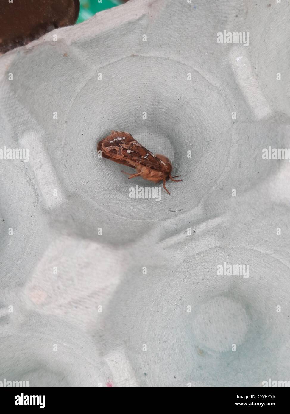 Map-winged Swift (Korscheltellus fusconebulosa Stock Photo - Alamy