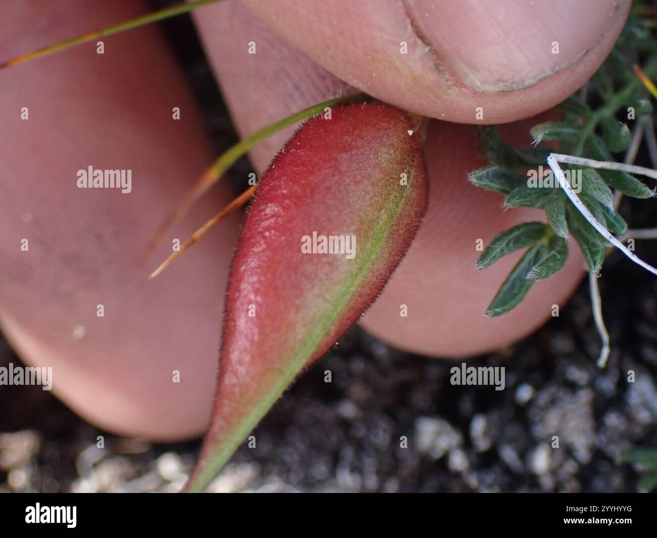 Gray's Point-vetch (Oxytropis podocarpa Stock Photo - Alamy