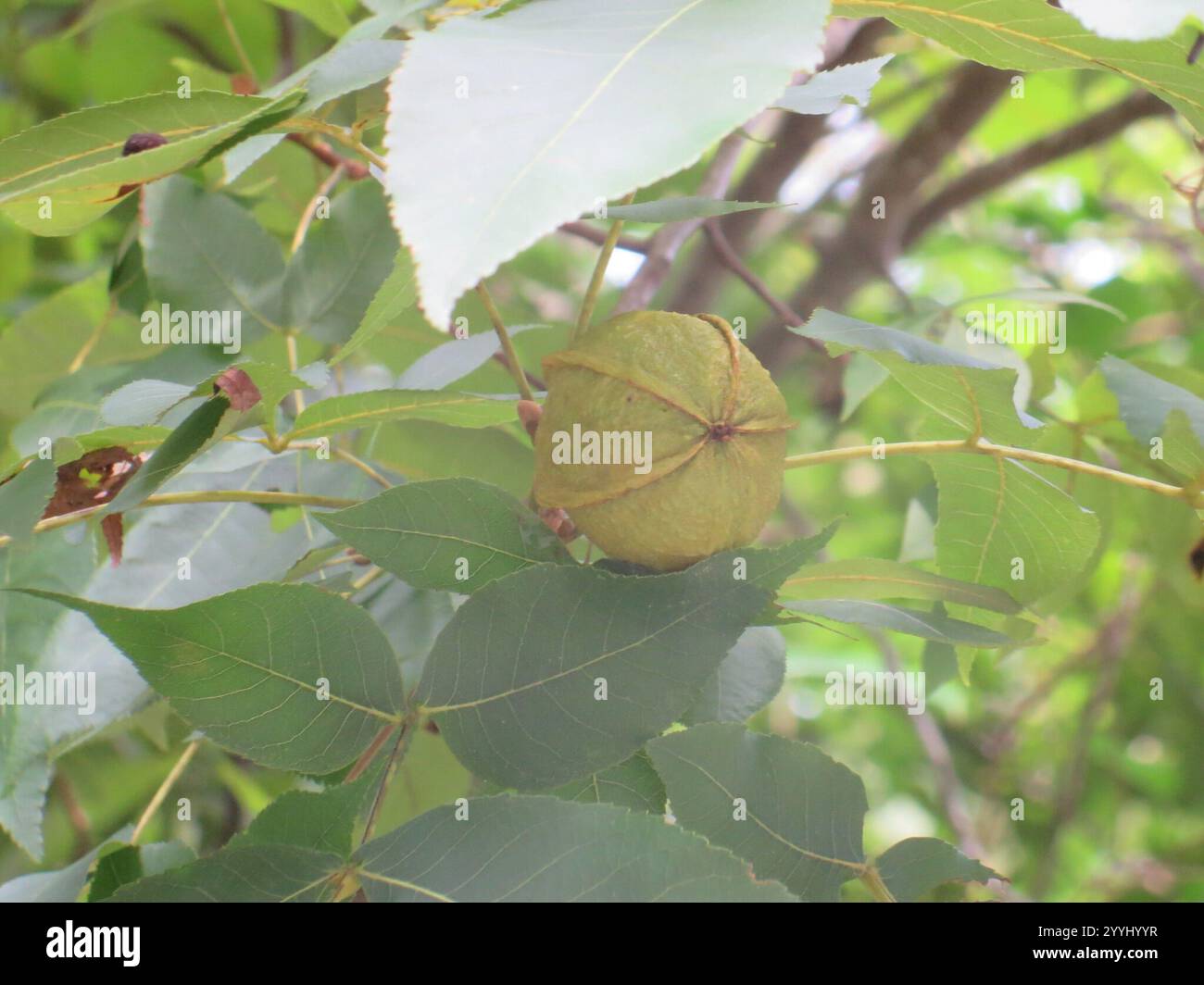 bitternut hickory (Carya cordiformis Stock Photo - Alamy