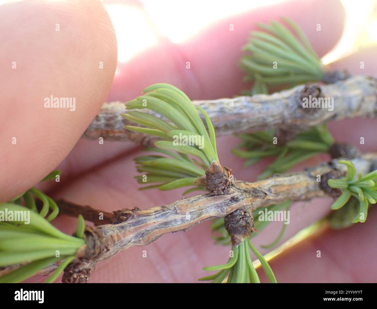 subalpine larch (Larix lyallii Stock Photo - Alamy