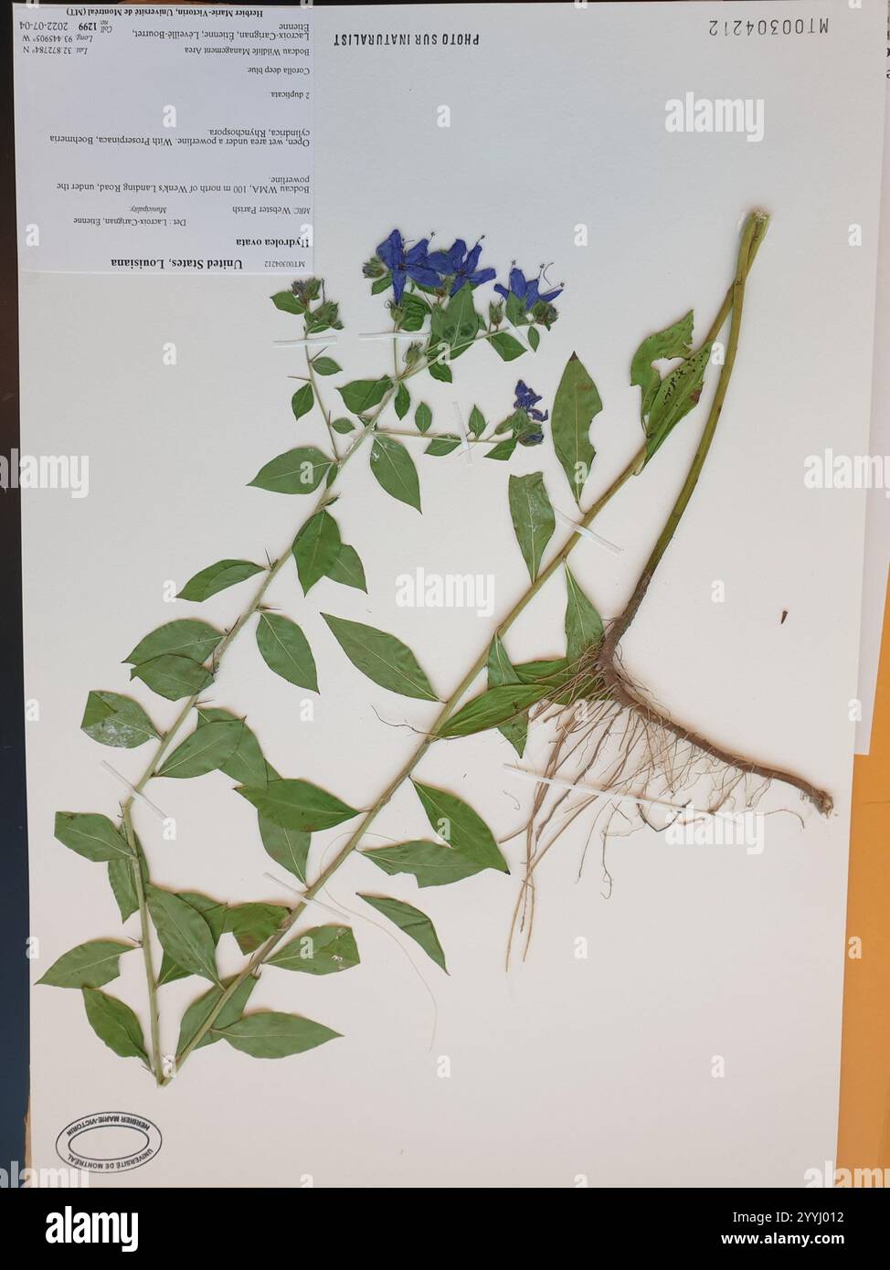 blue waterleaf (Hydrolea ovata Stock Photo - Alamy