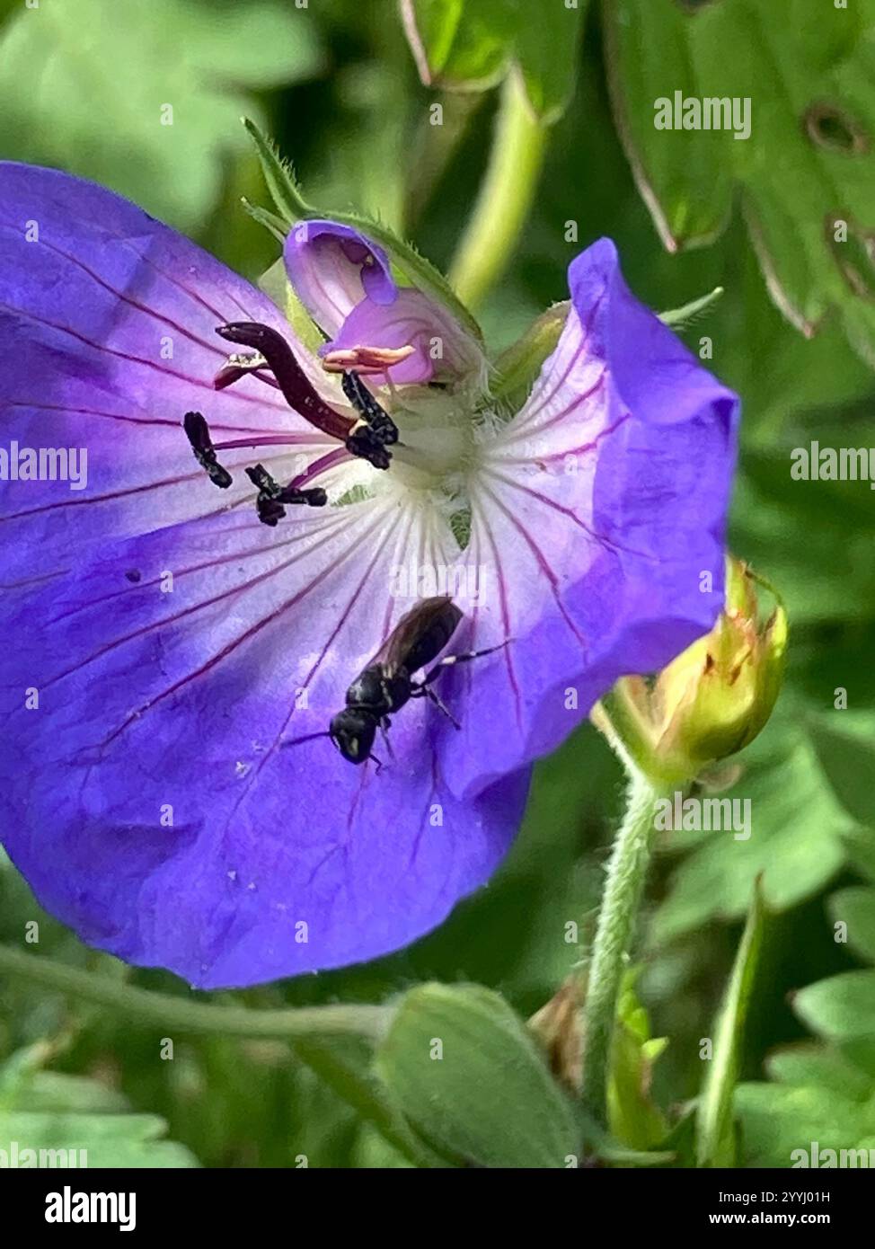 Common Masked Bee (Hylaeus communis Stock Photo - Alamy