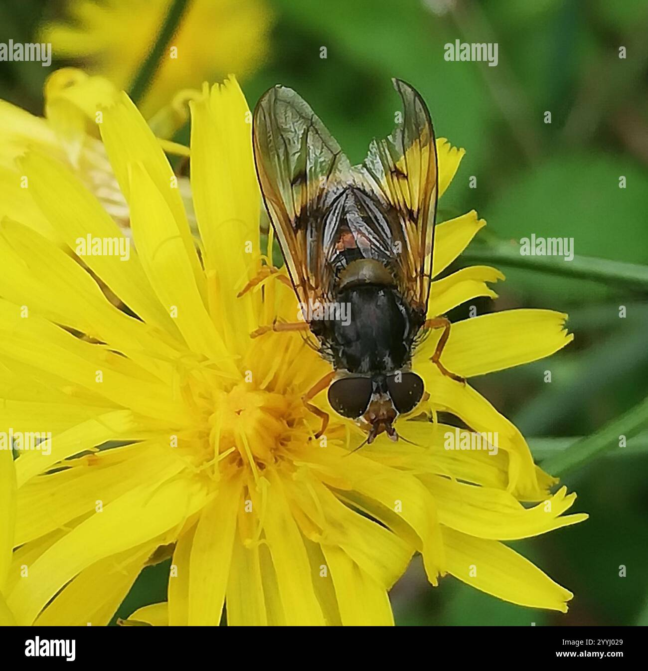 Copperback Flies (Ferdinandea Stock Photo - Alamy