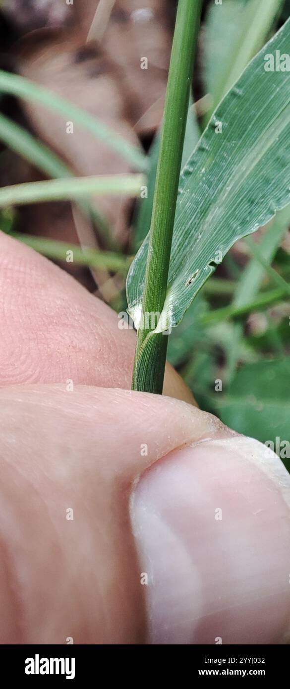 Jungle Rice (Echinochloa colonum Stock Photo - Alamy