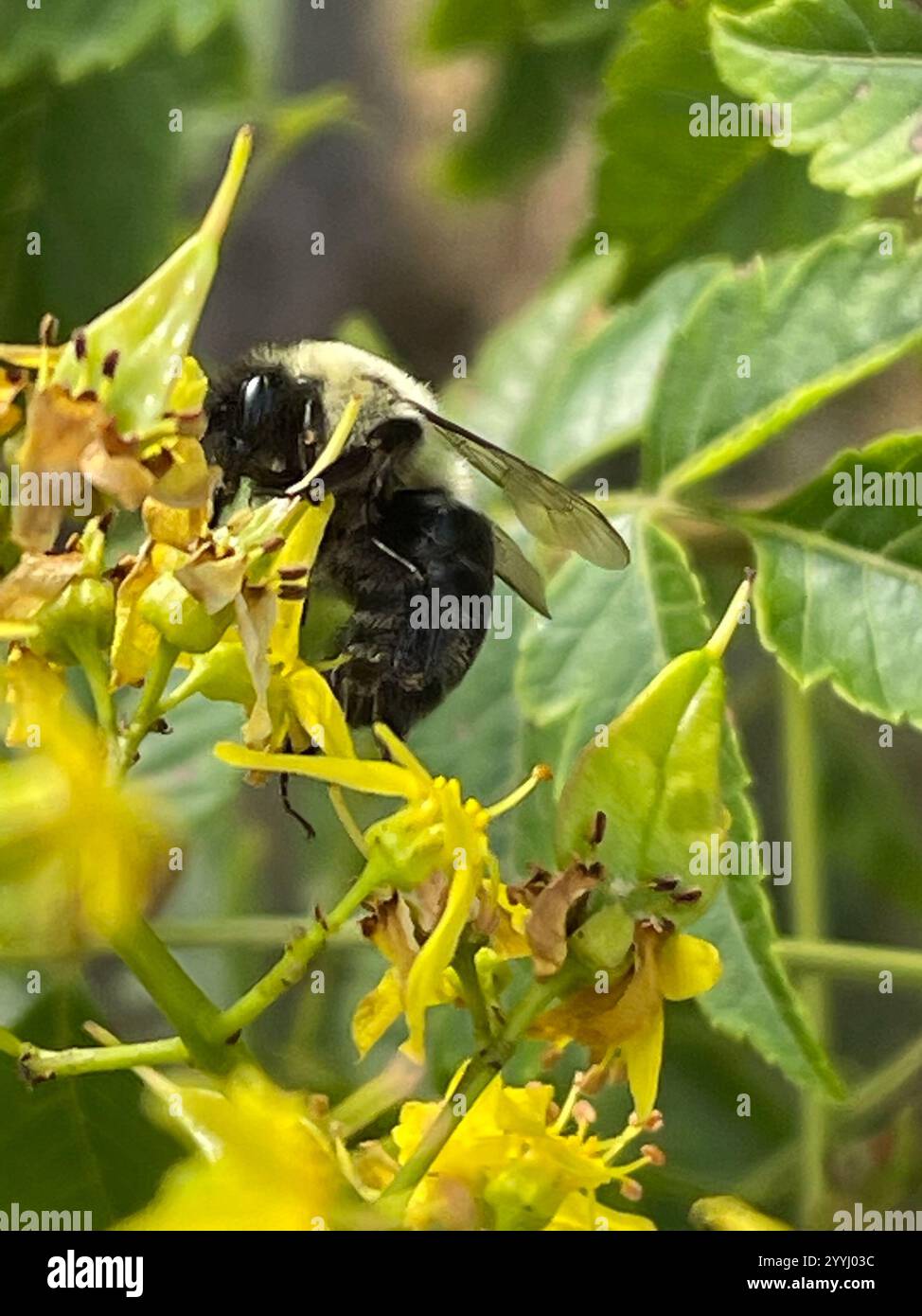Common Eastern Bumble Bee (Bombus impatiens Stock Photo - Alamy