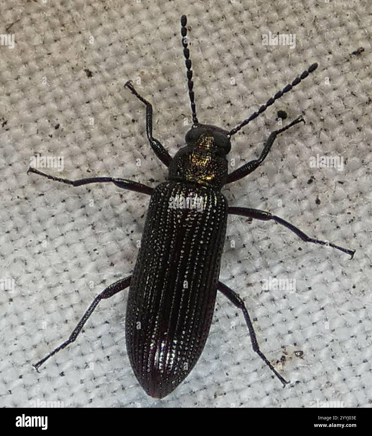 Strongylium hi-res stock photography and images - Alamy