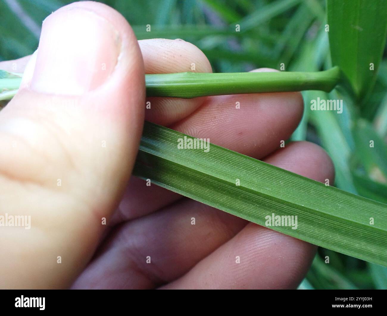 Panicled Bulrush (Scirpus microcarpus Stock Photo - Alamy