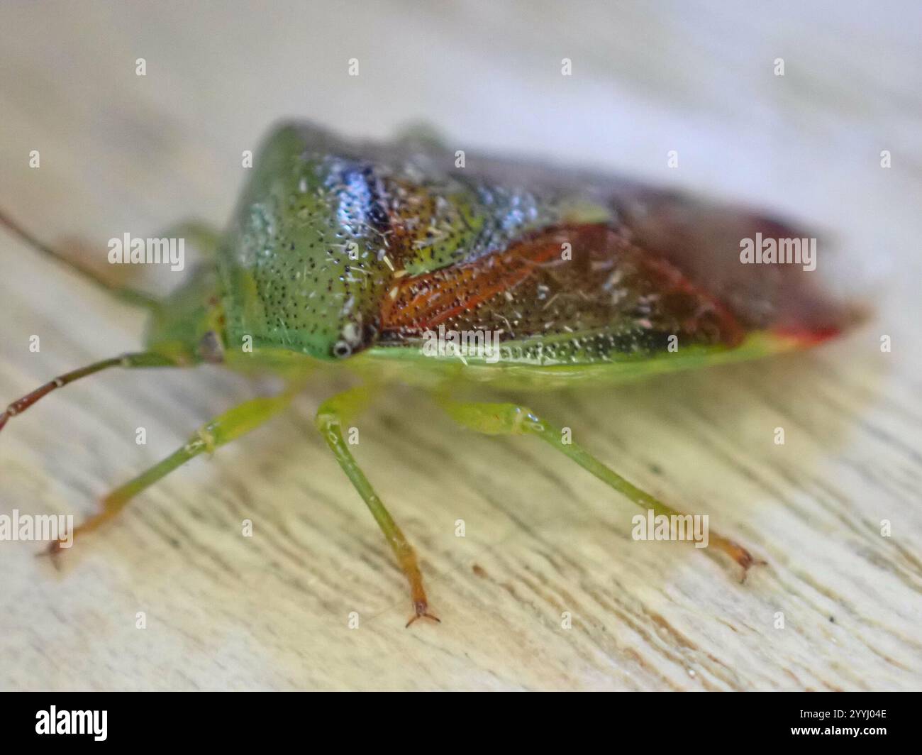 Birch Shield Bug (Elasmostethus interstinctus Stock Photo - Alamy