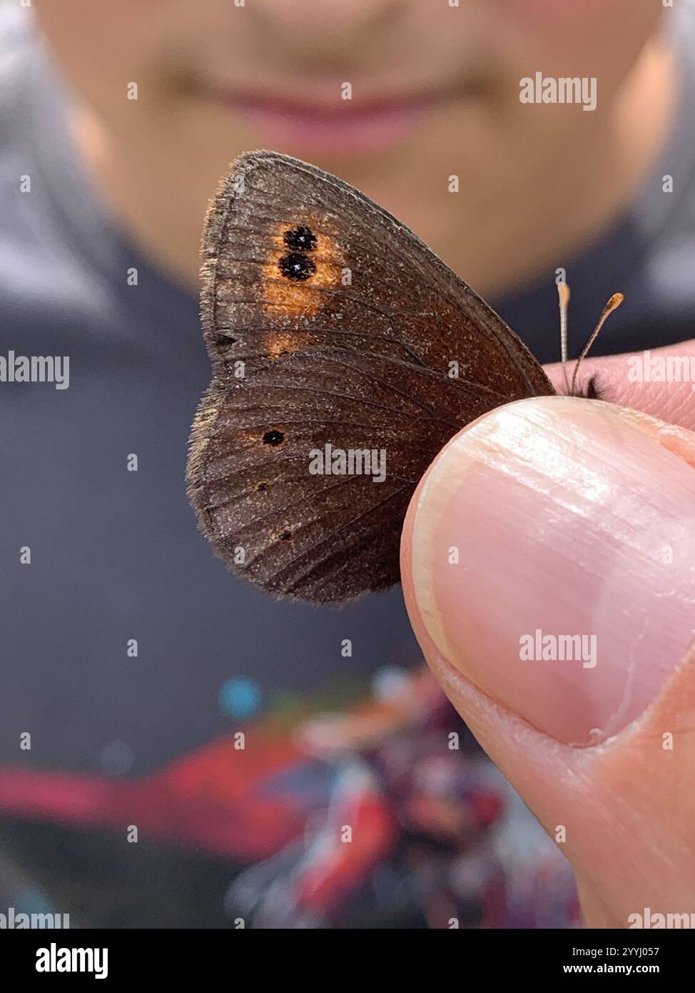 Common Alpine (Erebia epipsodea Stock Photo - Alamy