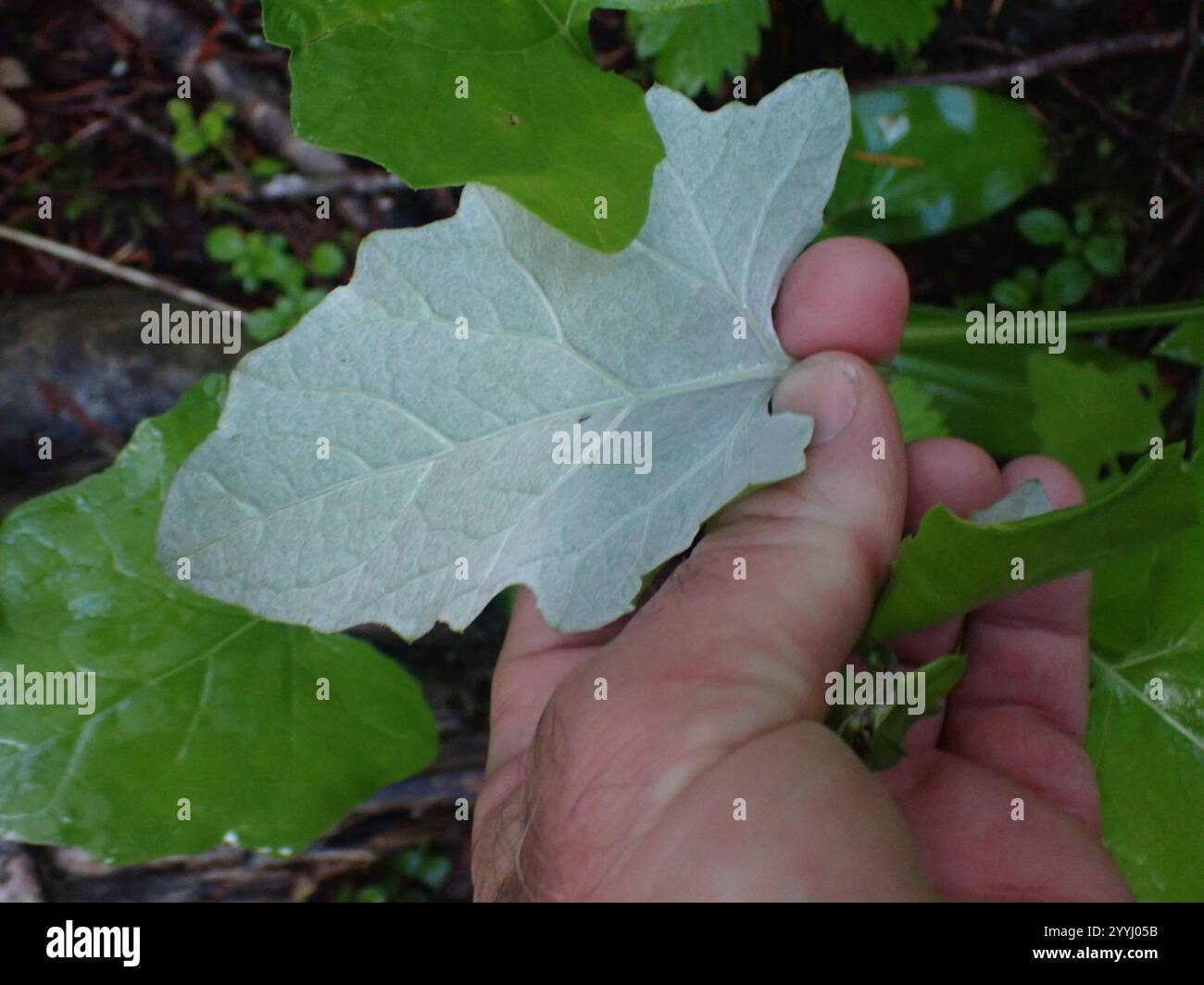 Trailplant hi-res stock photography and images - Alamy