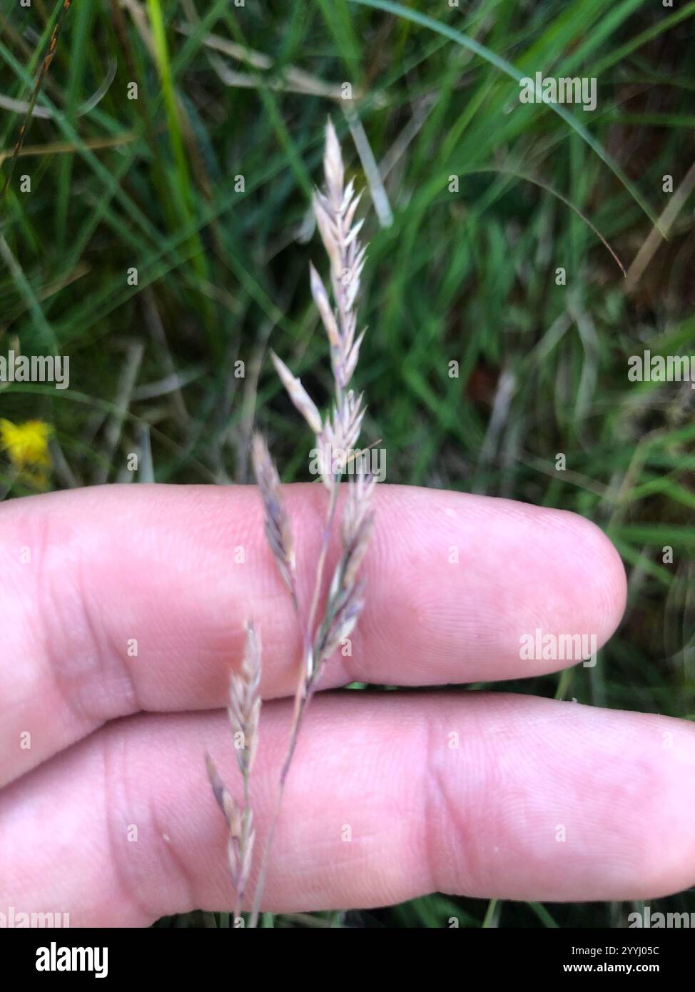 red fescue (Festuca rubra Stock Photo - Alamy