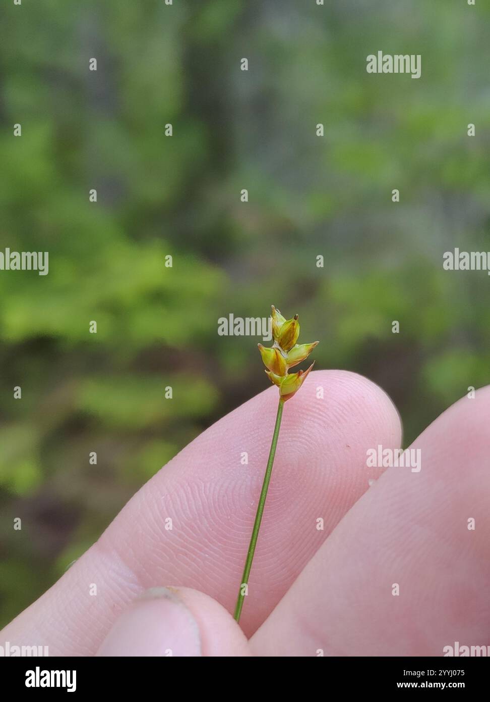 Northern bog sedge (Carex alascana Stock Photo - Alamy