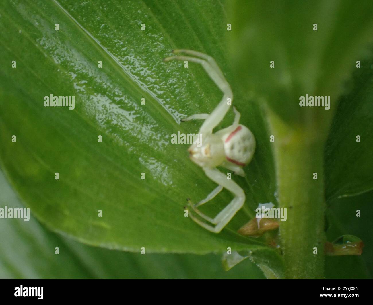 Goldenrod Crab Spider (Misumena vatia Stock Photo - Alamy