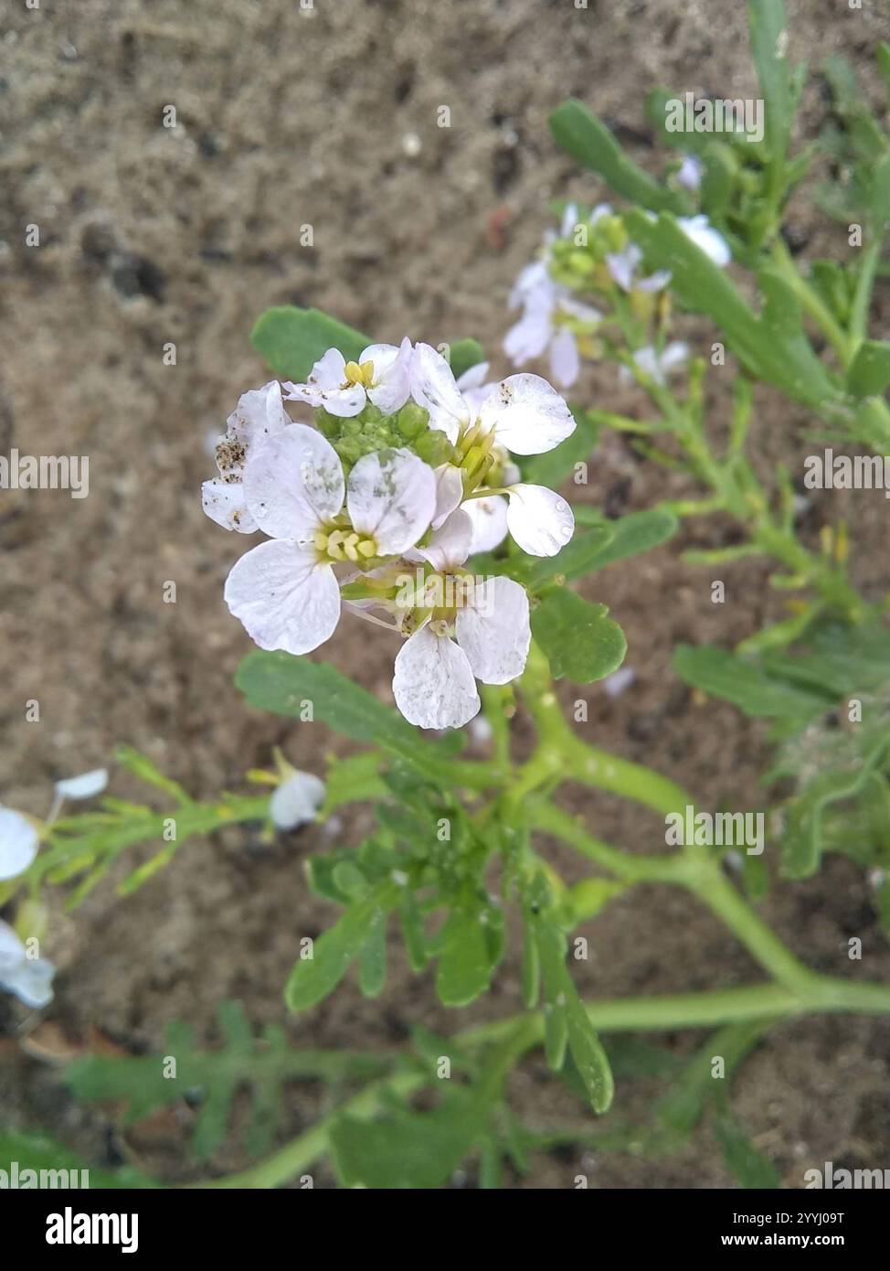 European Searocket (Cakile maritima Stock Photo - Alamy