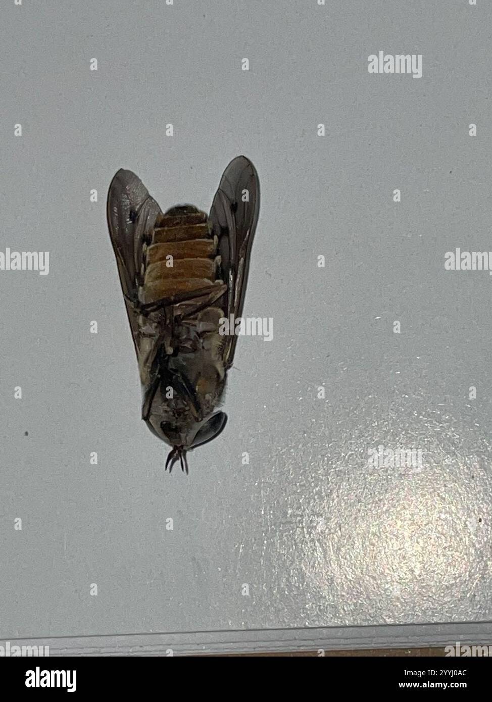 True Horse Flies (Tabanus Stock Photo - Alamy