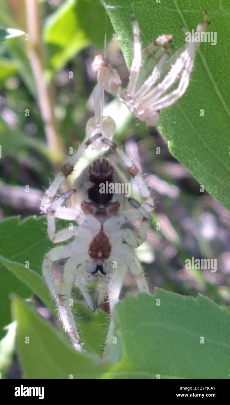 Angulate and Roundshouldered Orbweavers (Araneus Stock Photo - Alamy