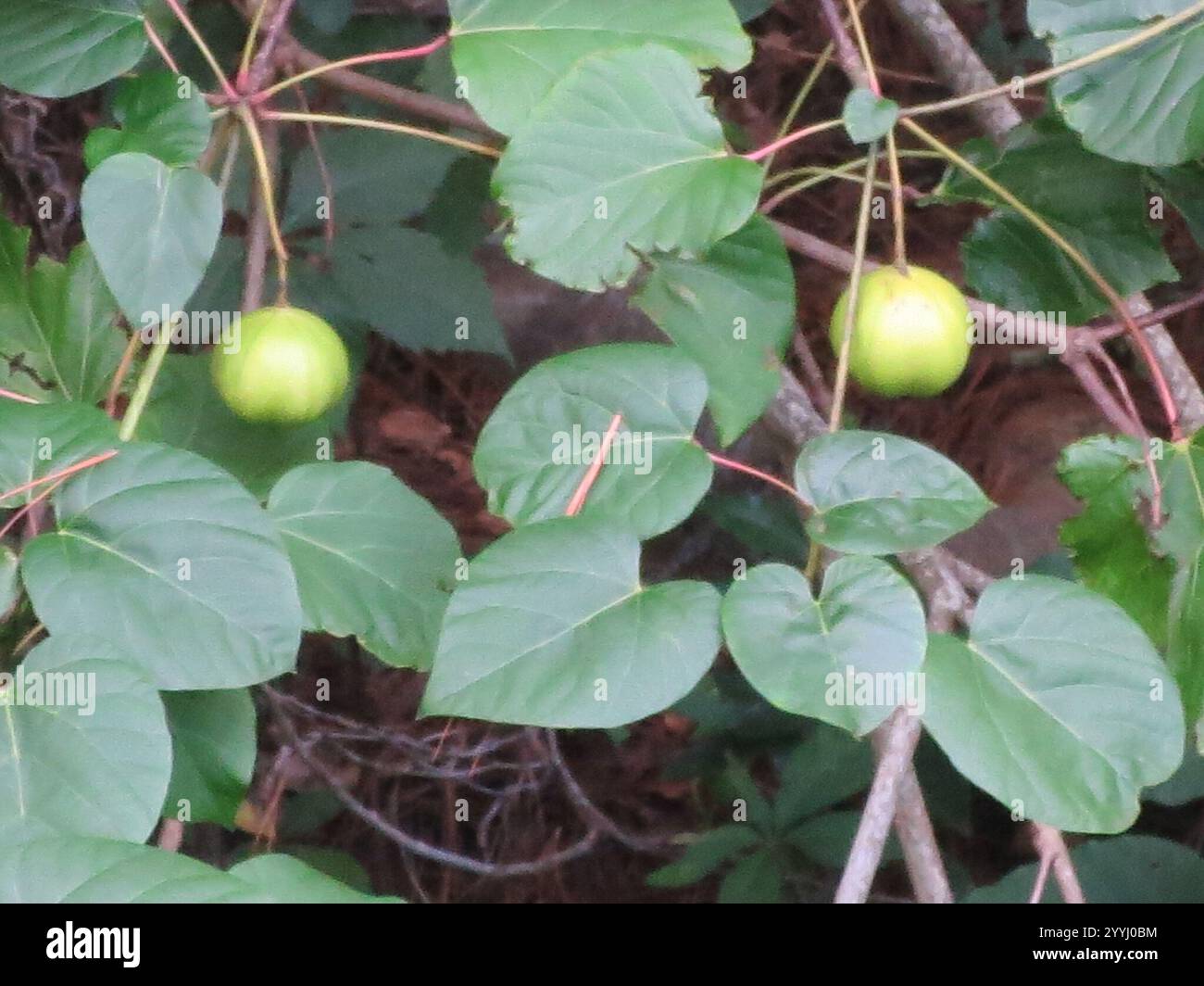 tung oil tree (Vernicia fordii Stock Photo - Alamy