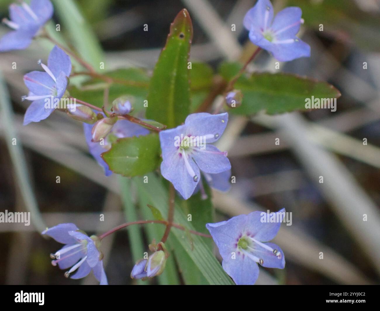 American brooklime (Veronica americana Stock Photo - Alamy