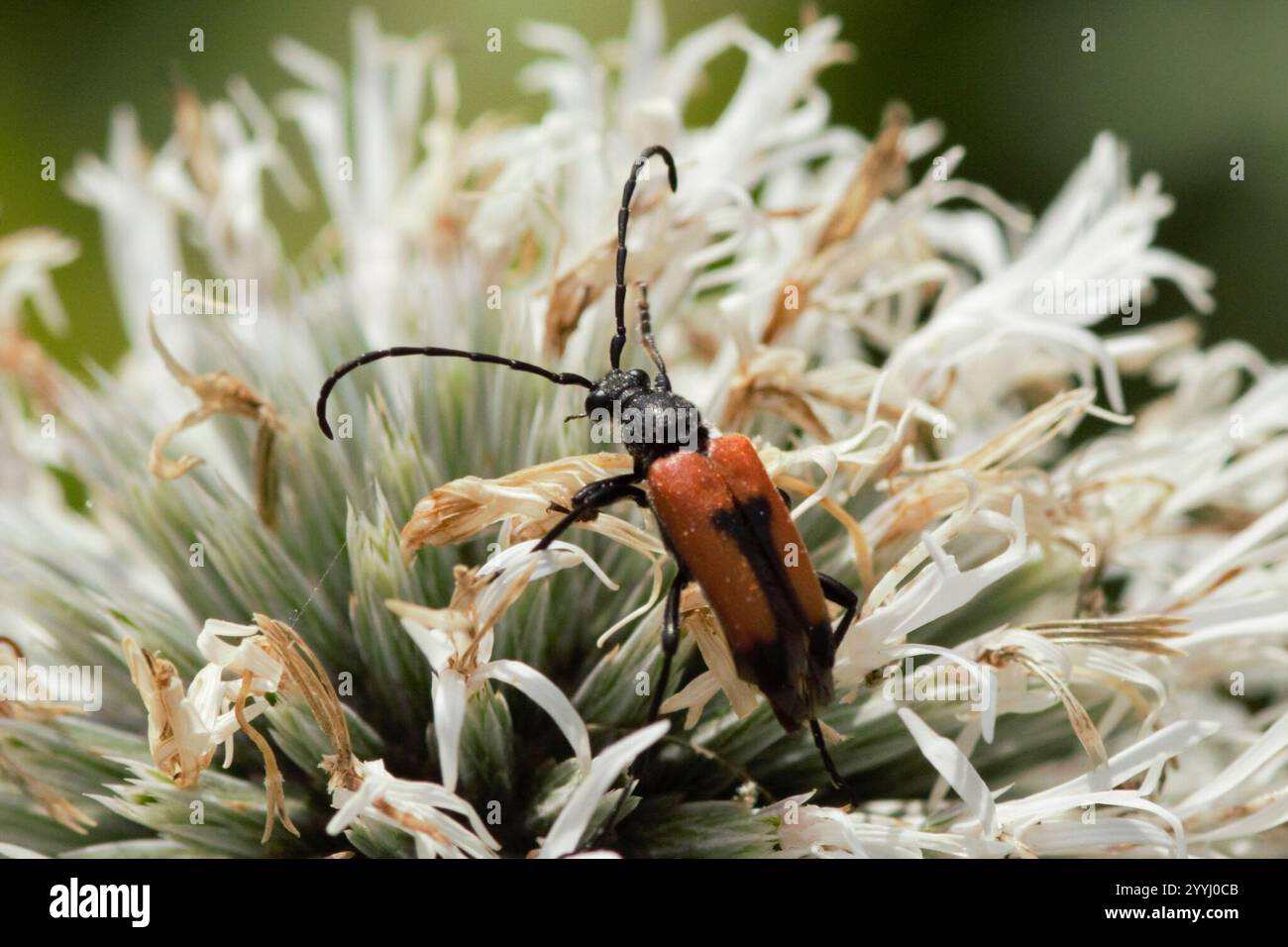 heart longhorn beetle (Stictoleptura cordigera Stock Photo - Alamy