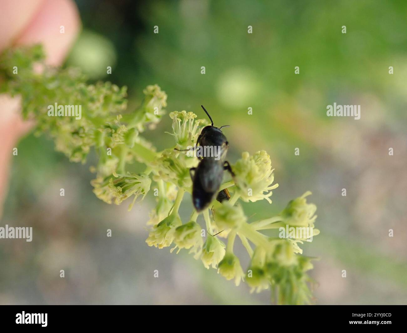 Masked Bees (Hylaeus Stock Photo - Alamy